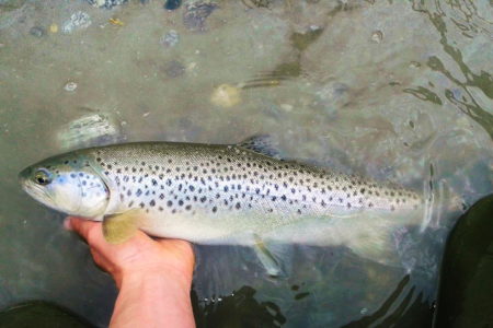 Unione pesca sportiva Sondrio